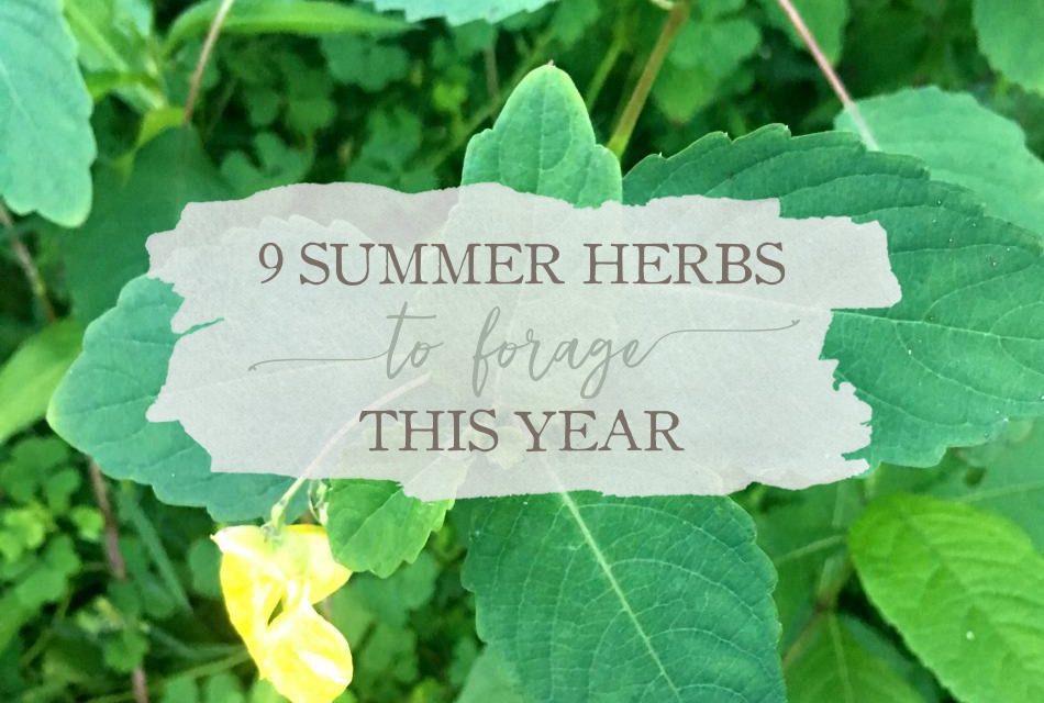 9 Summer Herbs To Forage This Year | Growing Up Herbal