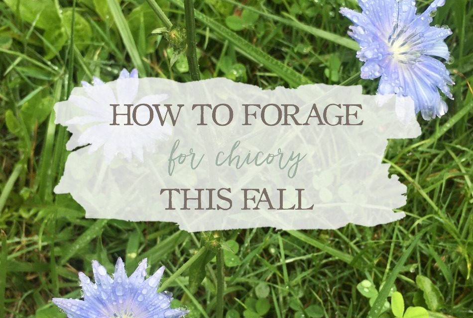 How To Forage For Chicory This Fall | Growing Up Herbal